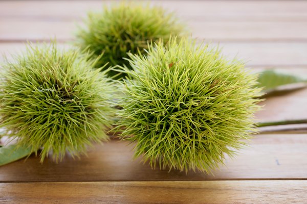 Cadillo en inglés | Traductor de español a inglés - inglés.com