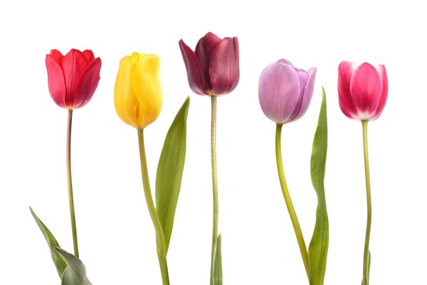 Tulip in Spanish | English to Spanish Translation - SpanishDictionary.com