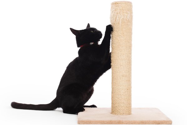 Scratch in Spanish | English to Spanish Translation - SpanishDictionary.com