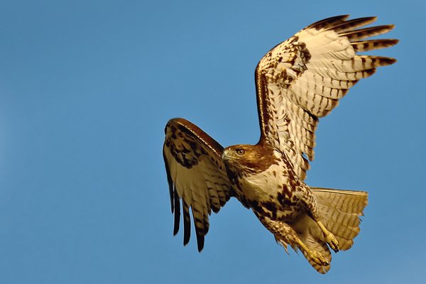 Hawk in Spanish | English to Spanish Translation - SpanishDictionary.com