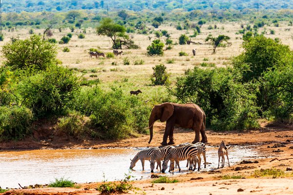 Wildlife In Spanish English To Spanish Translation wildlife-in-spanish-english-to-spanish-translation