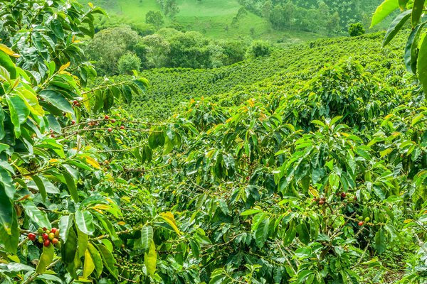 Cafetal | Spanish to English Translation - SpanishDictionary.com