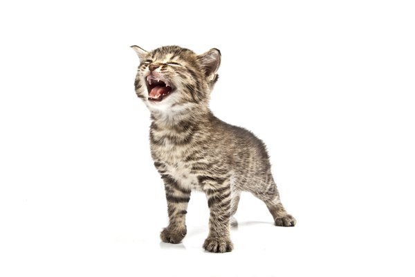 Kitty In Spanish English To Spanish Translation SpanishDictionary kitty-in-spanish-english-to-spanish-translation-spanishdictionary