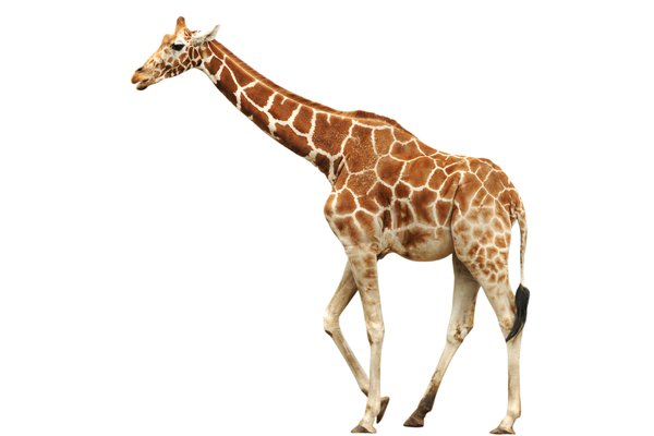 Giraffe in Spanish | English to Spanish Translation - SpanishDictionary.com