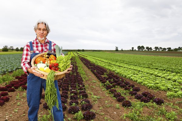 Harvest in Spanish | English to Spanish Translation - SpanishDictionary.com