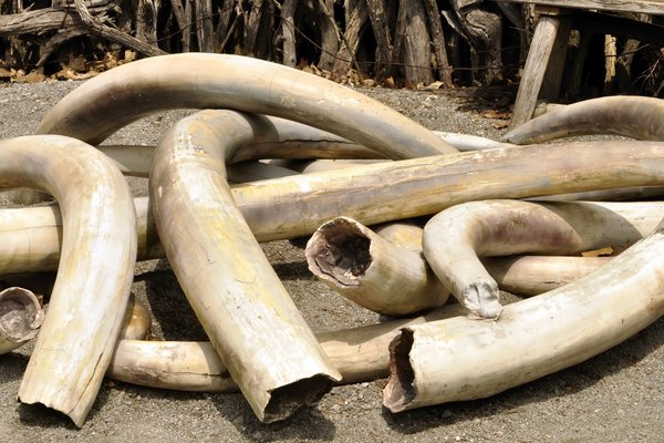 Marfil en inglés | Traductor de español a inglés - inglés.com