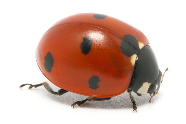 Bicho | Spanish to English Translation - SpanishDictionary.com