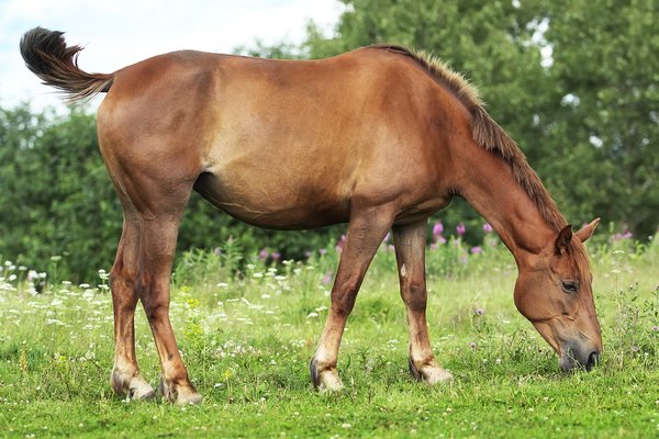 Mare in Spanish | English to Spanish Translation - SpanishDictionary.com