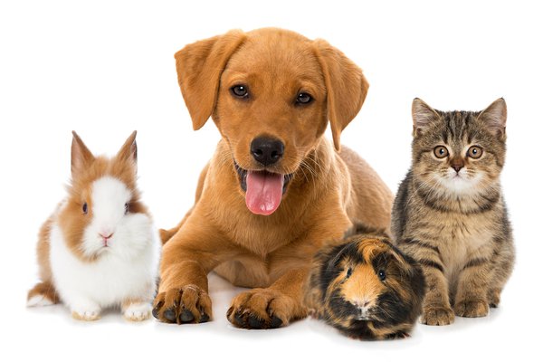 Pets In Spanish English To Spanish Translation SpanishDict pets-in-spanish-english-to-spanish-translation-spanishdict