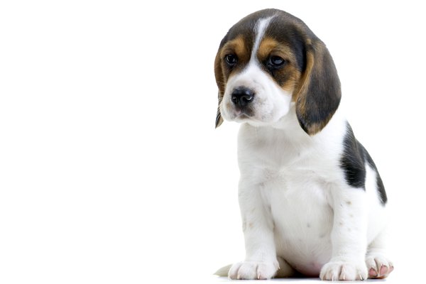 El perrito | Spanish to English Translation - SpanishDictionary.com