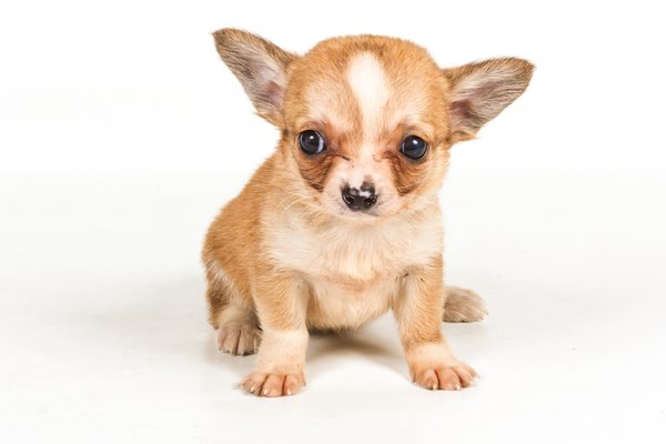 Small in Spanish | English to Spanish Translation - SpanishDictionary.com