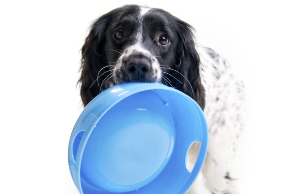 Traer | Spanish to English Translation - SpanishDictionary.com