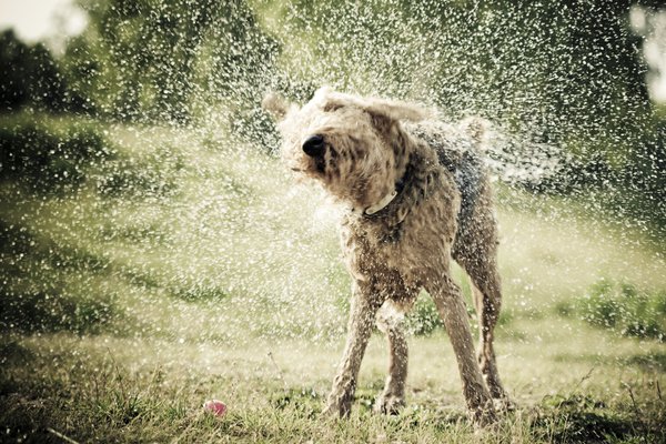 Sacudir en inglés | Traductor de español a inglés - inglés.com