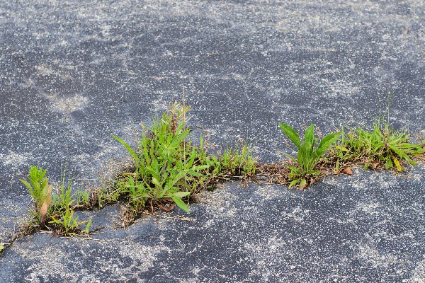 Maleza | Spanish to English Translation - SpanishDictionary.com