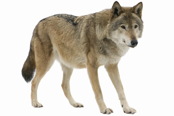 Wolf | Traductor de inglés a español - inglés.com