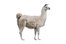 Llama | Spanish to English Translation - SpanishDict