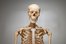 The Skeleton | Vocabulario de inglés.com