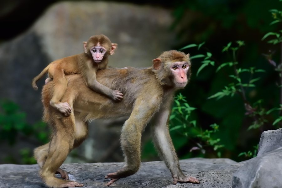 Mono en inglés | Traductor de español a inglés - inglés.com