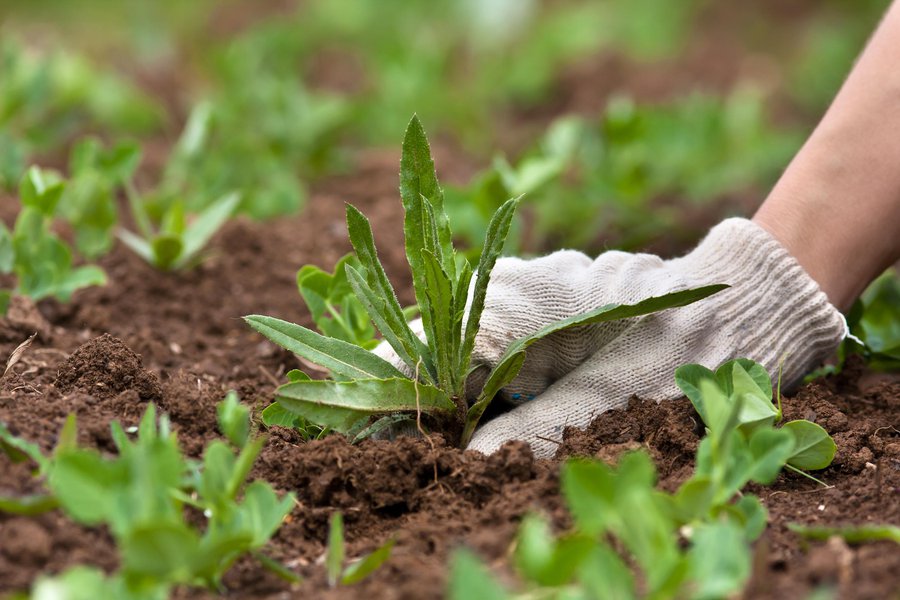 Weeding | Traductor de inglés a español - inglés.com