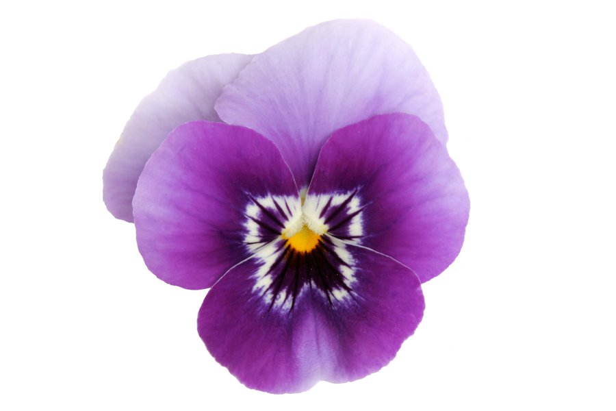 Violets in Spanish | English to Spanish Translation - SpanishDictionary.com