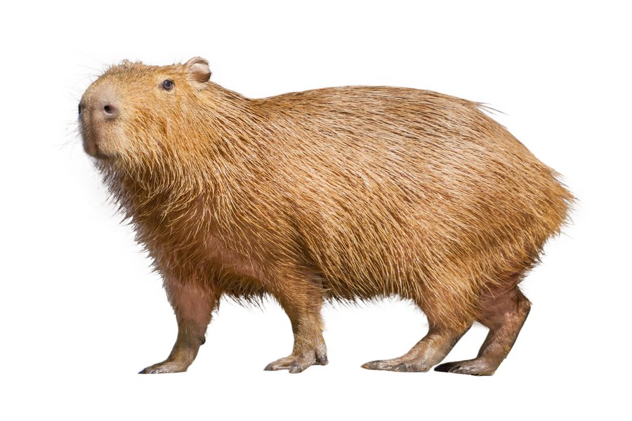 Capibara | Spanish to English Translation - SpanishDictionary.com