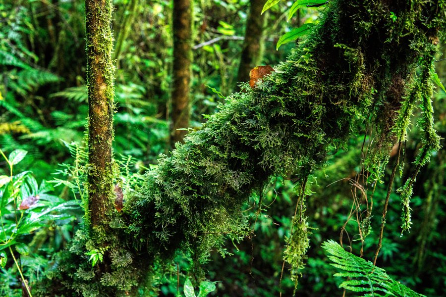 Frondoso | Spanish to English Translation - SpanishDictionary.com