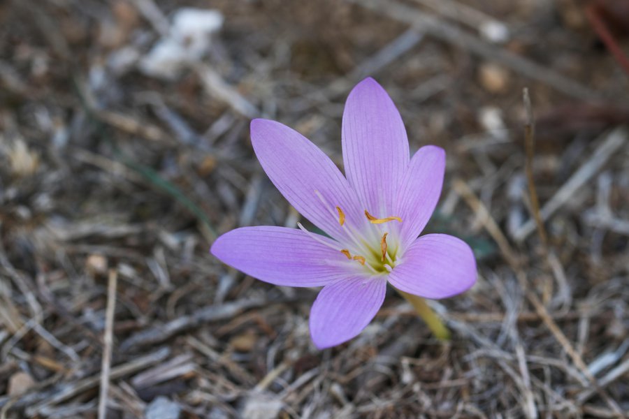 Crocus in Spanish | English to Spanish Translation - SpanishDictionary.com