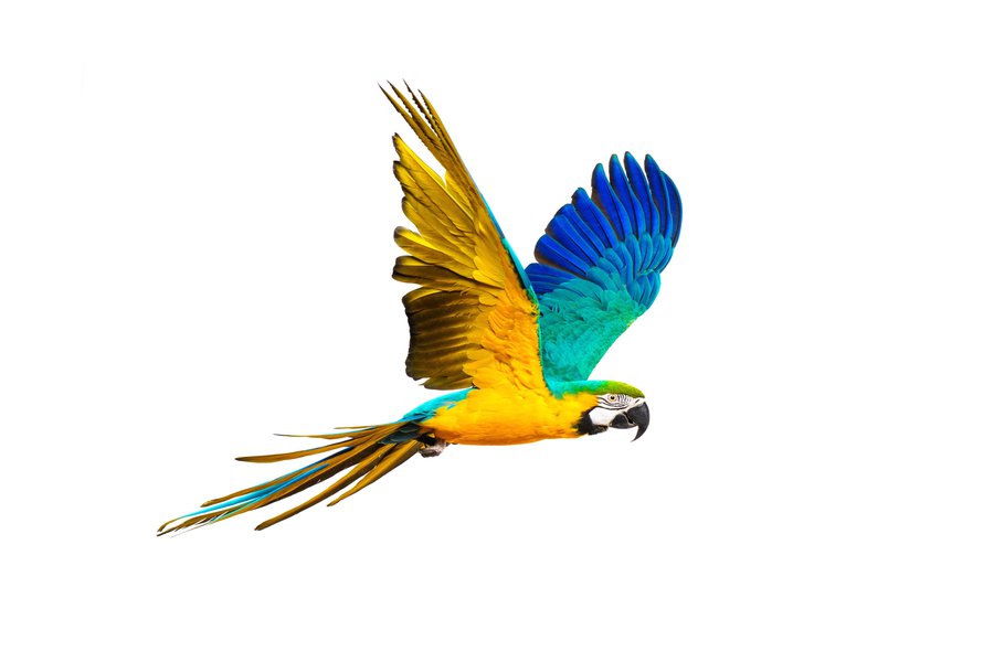 Volar | Spanish to English Translation - SpanishDictionary.com