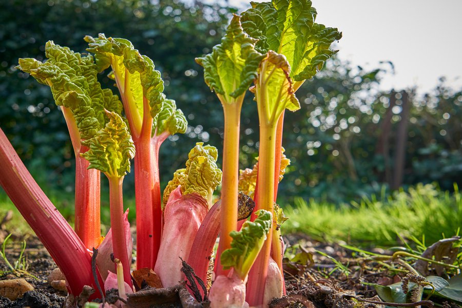 Ruibarbo | Spanish to English Translation - SpanishDictionary.com