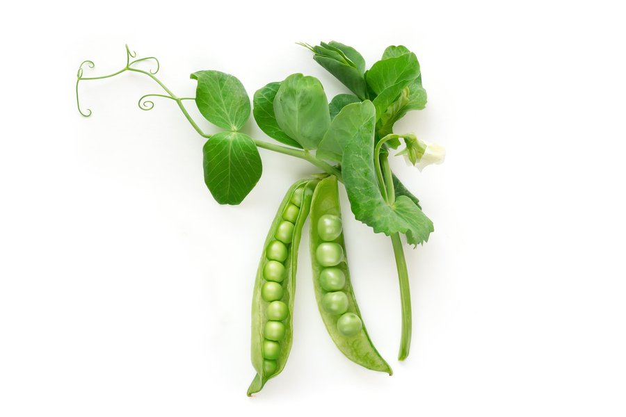 Guisantes | Spanish to English Translation - SpanishDictionary.com