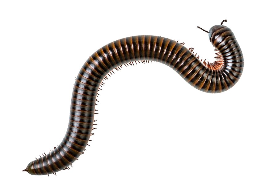 Millipede in Spanish | English to Spanish Translation ...
