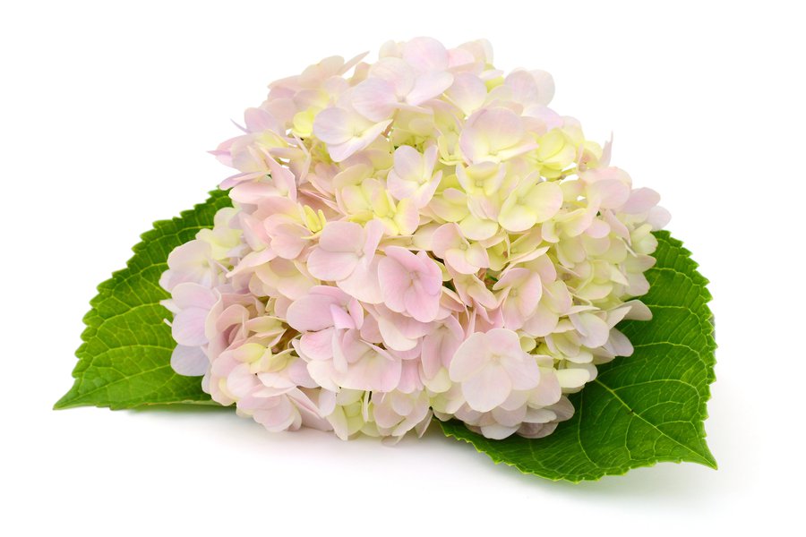 Hydrangea in Spanish | English to Spanish Translation ...