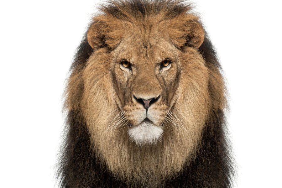 Mane in Spanish | English to Spanish Translation - SpanishDictionary.com