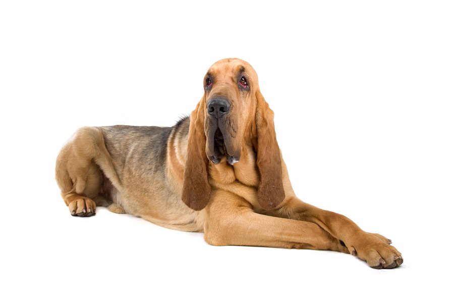 Sahueso | Spanish to English Translation - SpanishDict