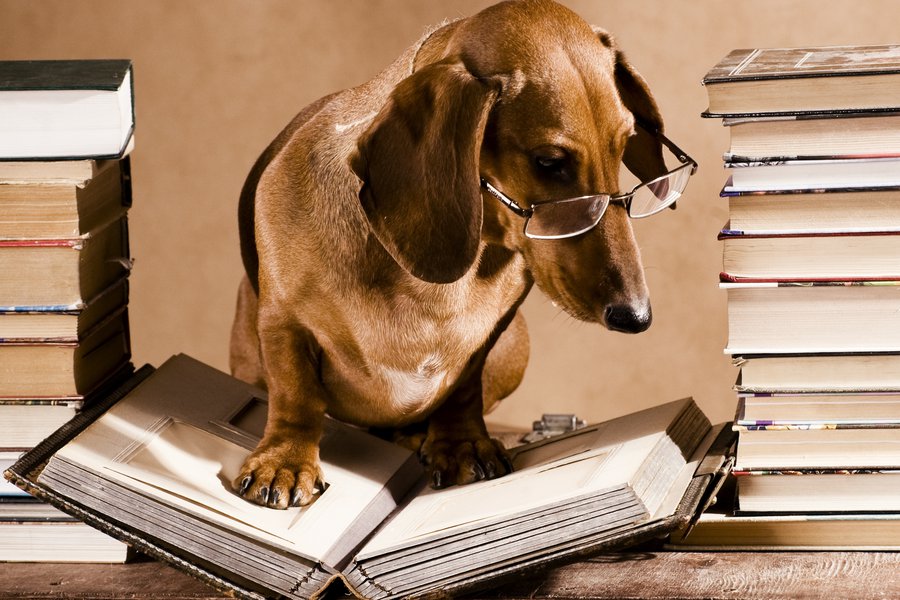 Estudioso | Spanish to English Translation - SpanishDictionary.com