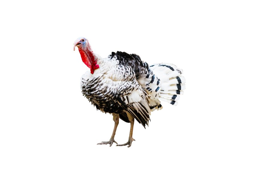 Pavo | Spanish to English Translation - SpanishDictionary.com