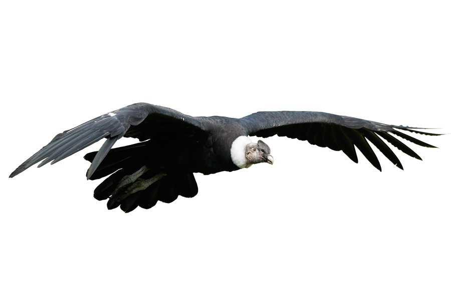 Condor in Spanish | English to Spanish Translation - SpanishDictionary.com