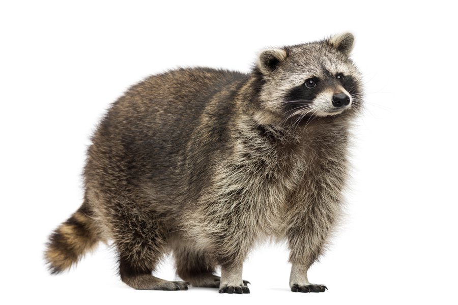 Raccoon in Spanish | English to Spanish Translation - SpanishDictionary.com