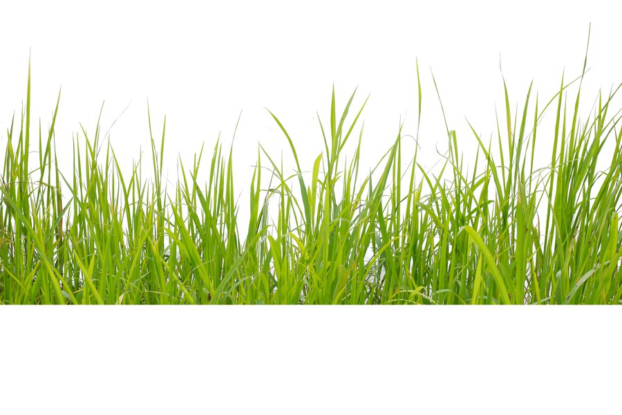 El pasto | Spanish to English Translation - SpanishDictionary.com