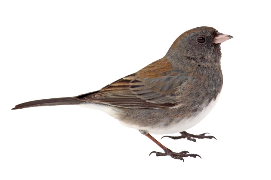 Bird In Spanish English To Spanish Translation SpanishDictionary bird-in-spanish-english-to-spanish-translation-spanishdictionary