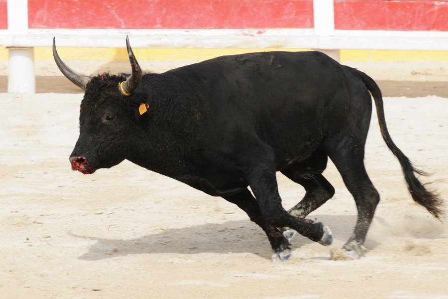 Bull in Spanish | English to Spanish Translation - SpanishDictionary.com