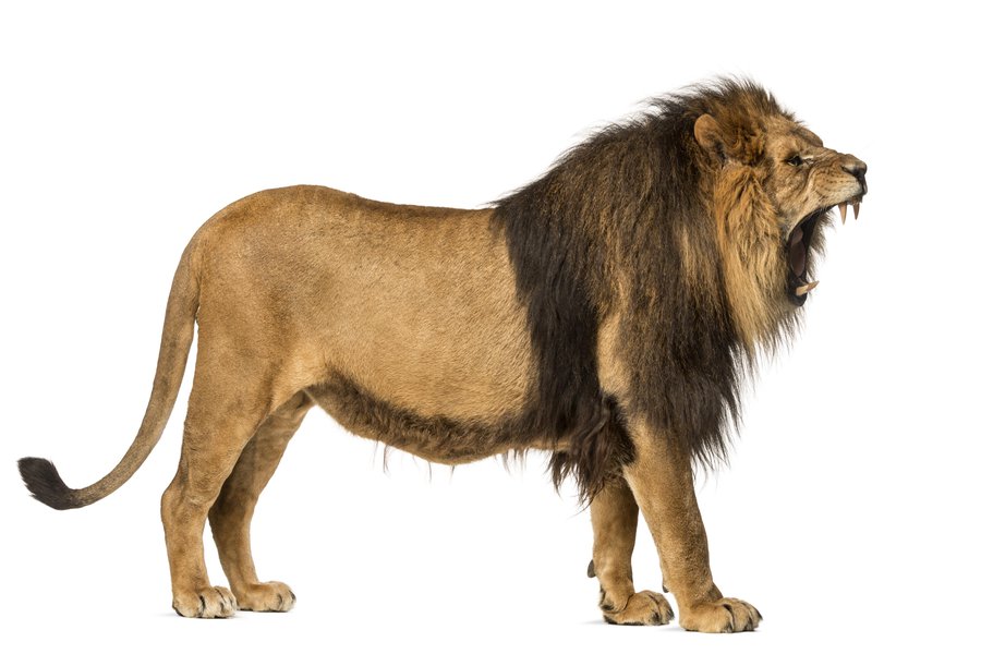 Bramar | Spanish to English Translation - SpanishDictionary.com