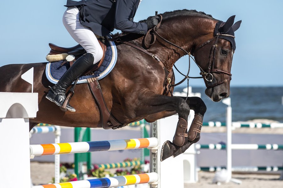 Palo | Spanish to English Translation - SpanishDictionary.com