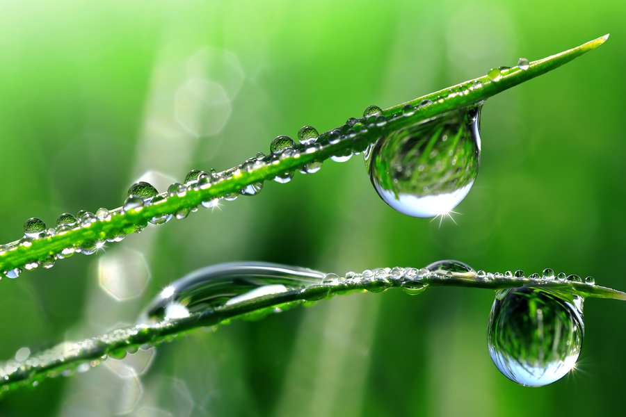 Dew in Spanish | English to Spanish Translation - SpanishDictionary.com