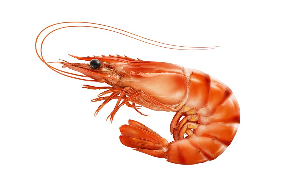 El gamba | Spanish to English Translation - SpanishDict