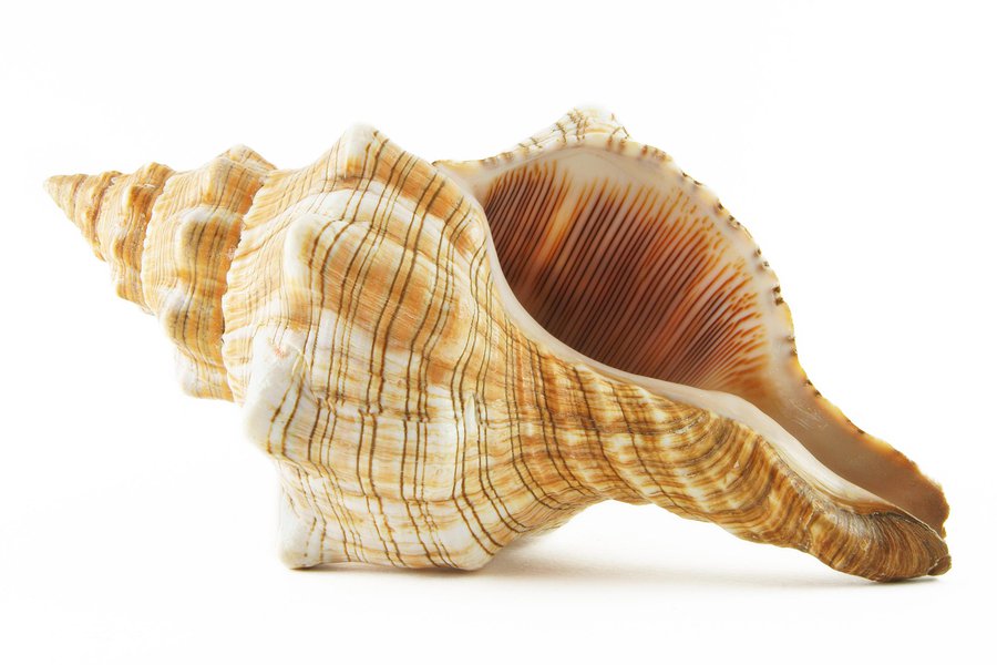 Conch in Spanish | English to Spanish Translation - SpanishDictionary.com