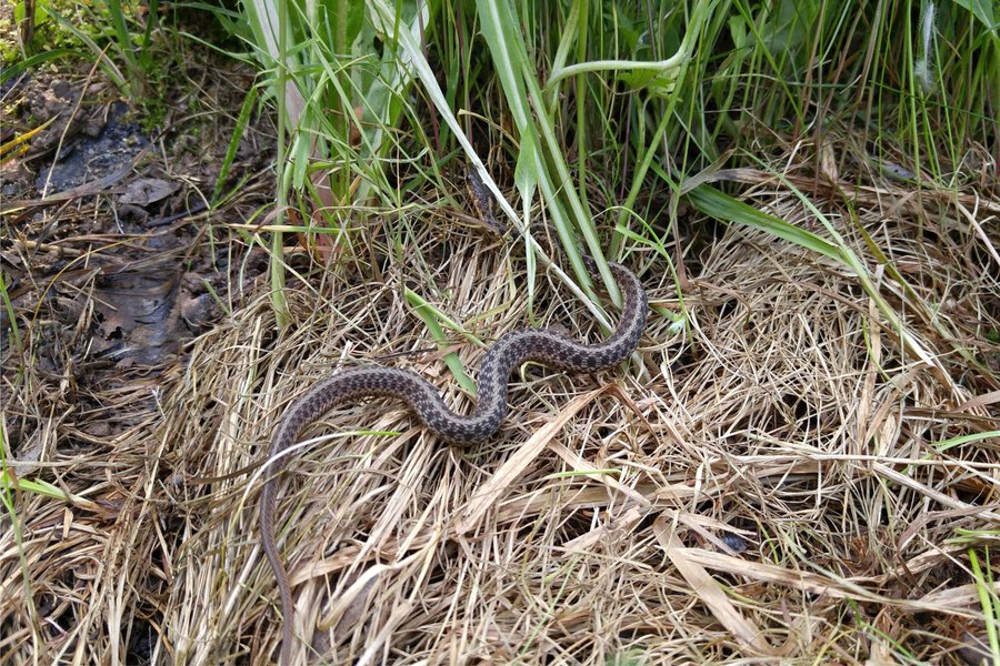 Slide in Spanish | English to Spanish Translation - SpanishDictionary.com