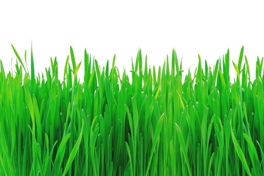 Gramilla | Spanish to English Translation - SpanishDictionary.com