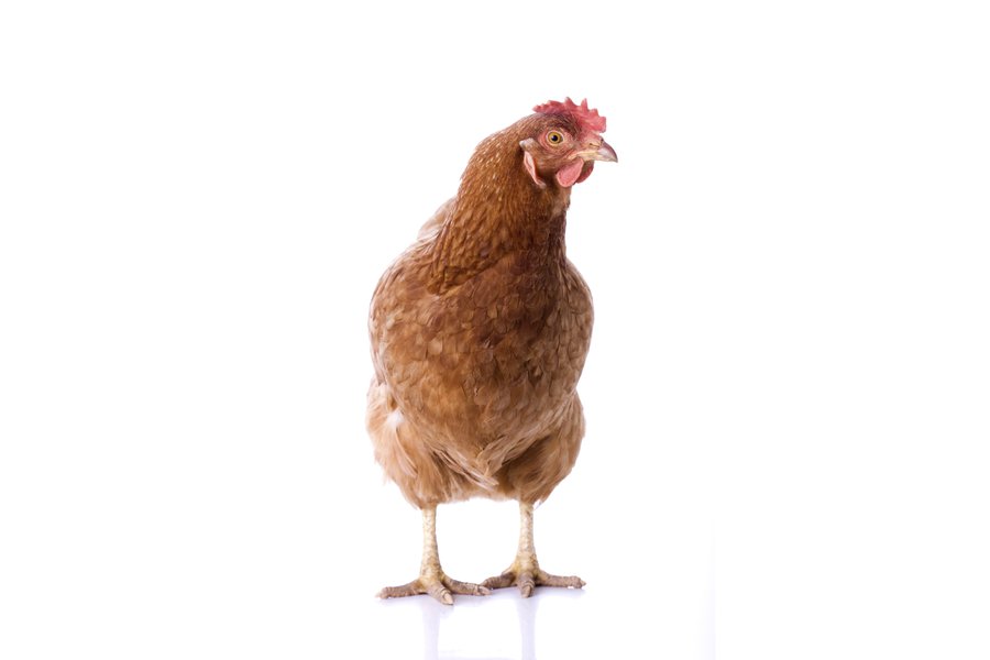 Hen in Spanish | English to Spanish Translation - SpanishDictionary.com