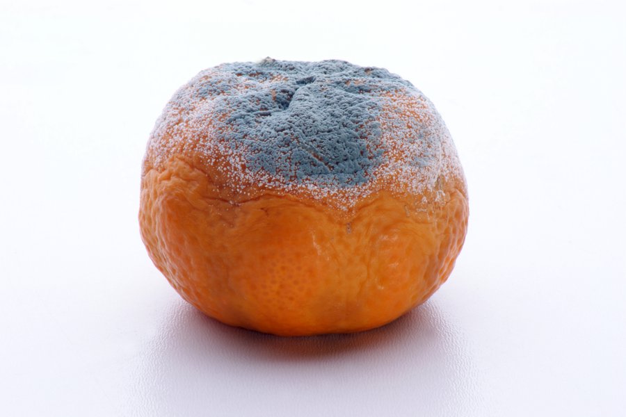 Moldy In Spanish English To Spanish Translation SpanishDictionary moldy-in-spanish-english-to-spanish-translation-spanishdictionary